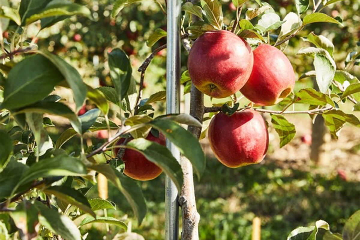 More late-season varieties may help boost winter apple consumption ...